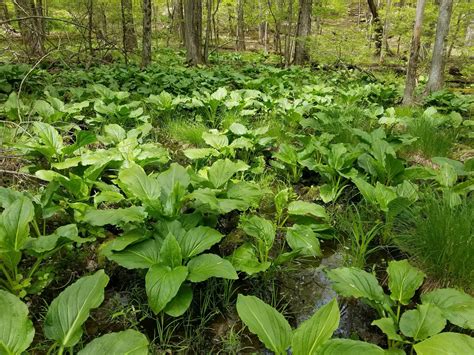 North Carolinas Weird And Wonderful Skunk Cabbage The Swamp School