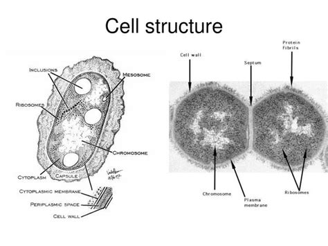 PPT Cell Structure PowerPoint Presentation Free Download ID 5082212