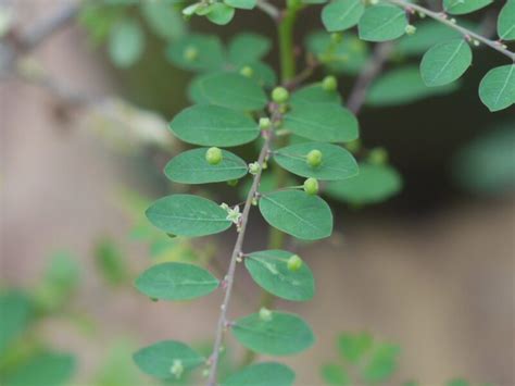 Phyllanthus Tenellus طبيعة السعودية
