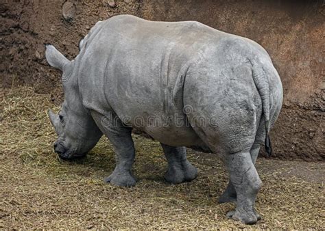 African Rhinoceros Eats Hay 1 Stock Image Image Of Savannah Mighty