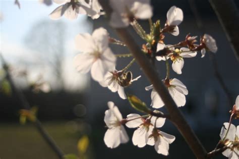 Landscaping A Small Urban Apiary Peregrin Farms