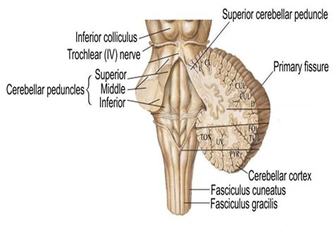 Anatomy Cerebellar Peduncle Cerebellar Peduncle Anatomy Cerebellar