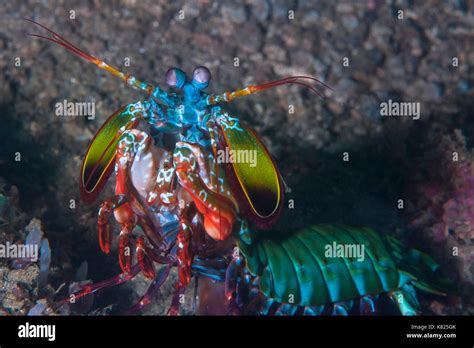 Peacock Mantis Shrimp Odontodactylus Scyllarus Shows Its Colors