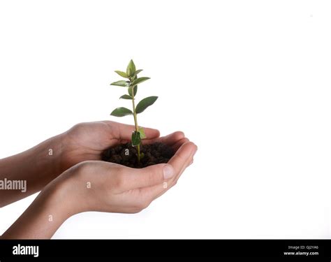 Green Tree Seedling In Handful Soil In Hand On An Isolated Background