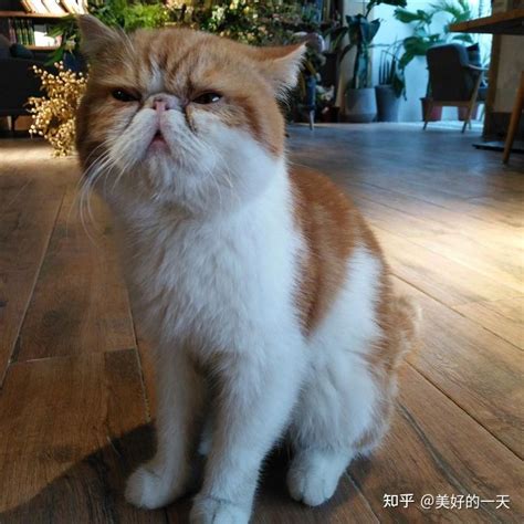 为何加菲猫从 万人迷”到 无人问津”？网友：太现实了 知乎