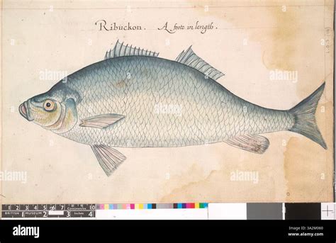 This Drawing By John White Likely Depicts The White Perch Morone Americana Gmelin Emphasizing