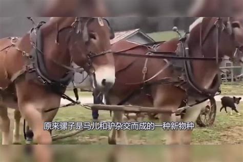 骡子没有后代是什么原因看看马和驴干的好事看完涨见识了 马和 原因 好事
