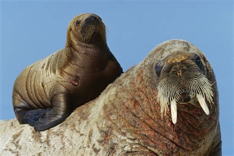 responsible oil and gas development in the arctic wwf ca
