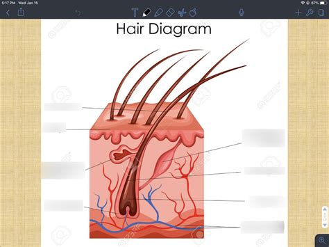 Current Topics Forensics Diagram Quizlet