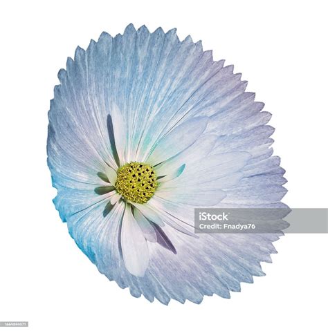 白い背景にコスモスの花と切り取りパスクローズ アップ 自然 まぶしいのストックフォトや画像を多数ご用意 まぶしい むく毛 カット