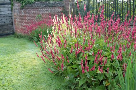 Persicaria Alchetron The Free Social Encyclopedia