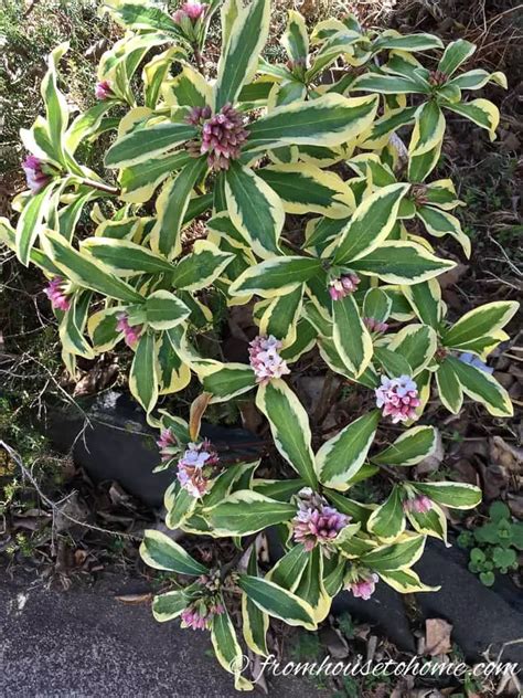 How To Grow A Daphne Bush To Fill Your Garden With Fragrance Gardener