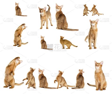 红色看猫白色背景阿比西尼亚猫水平画幅动物成年的小猫摄影素材 花瓣网