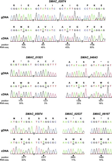 Rna Editing During Sexual Development Occurs In Distantly Related