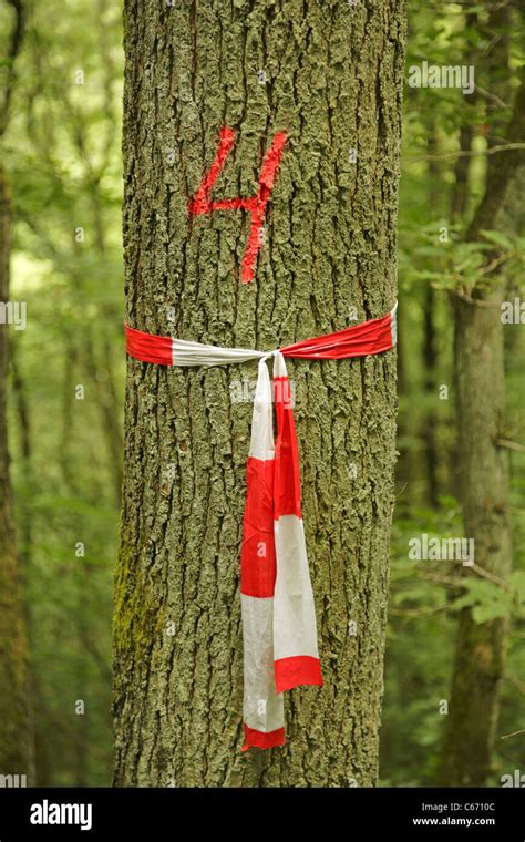 Red Number Spray Painted Onto Tree Trunk With Red And White Tape Tied Around Stock Photo Alamy