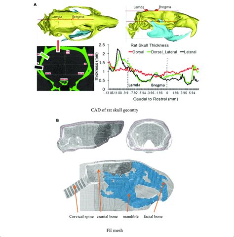 A The Rat Skull Thickness Variation Measured From Microct Scan