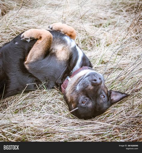 Dog Scratching Ear Image And Photo Free Trial Bigstock