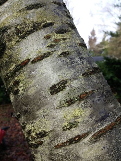 Tree Anatomy Bark For The Love Of Trees Llc For The Love Of Trees Llc
