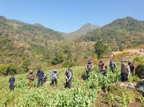 ဝိုင်းမော်မြို့နယ်၊ ကန်ပိုက်တီမြို့တွင် ၈ ရက်အတွင်း ဘိန်းစိုက်ခင်းဧက