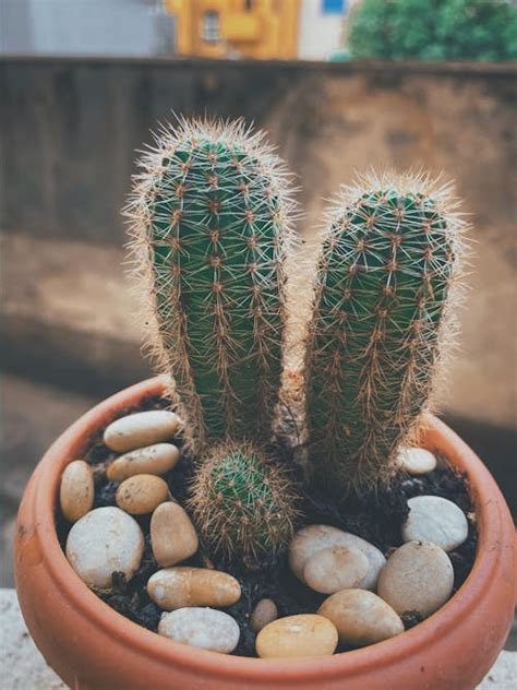 鍋上的綠色仙人掌植物 · 免費圖庫相片
