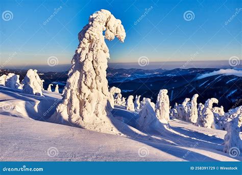 Beautiful Scenery Of A Forest Landscape Covered Fully In White Snow In
