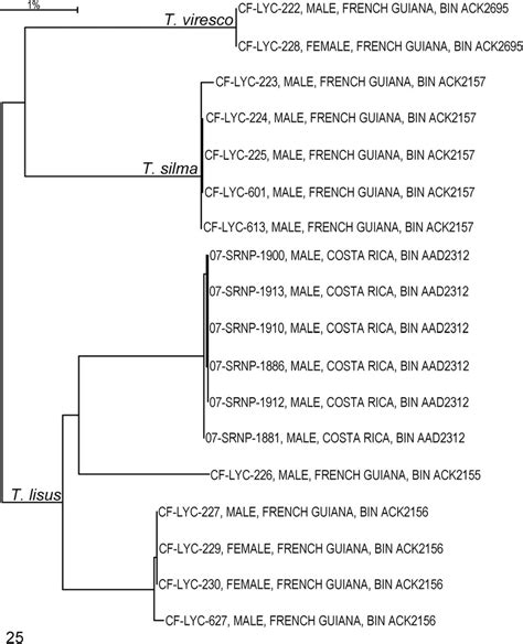 Phenogram Showing Co1 Sequence Differences Among Three Of The T Lisus