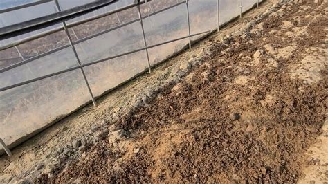 2020~2021참외시즌 기비 도와 주신 모든 분들께 감사말씀드립니다 항상 보답할수 있도록 노력하며 살겠습니다 Youtube