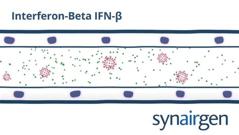 Sarah Oliver On Linkedin Interferon β Synairgen