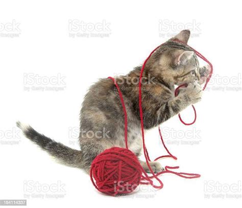 귀여운 얼룩무늬고양이 고양이 새끼 적색 재미와 원사 0명에 대한 스톡 사진 및 기타 이미지 0명 고양이 새끼 고양잇과