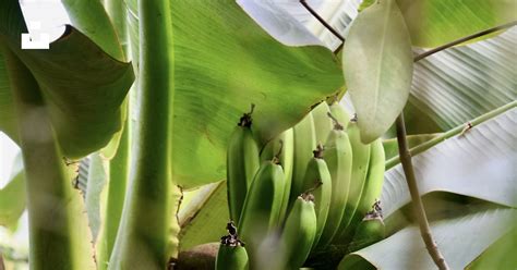 나무에 매달려있는 녹색 바나나 한 무리 사진 Unsplash의 무료 옥스포드 식물원 이미지