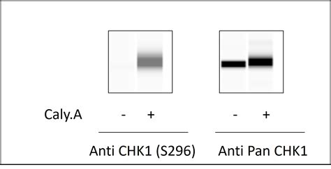 Human Phospho Chk1 S296 Elisa Kit Raybiotech