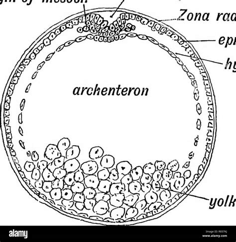 Human Embryology And Morphology Embryology Human Morphology Fio