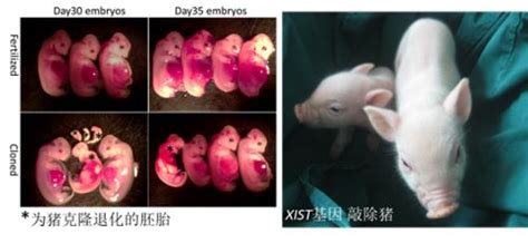 广州生物院猪体细胞克隆研究获进展