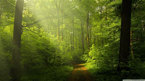 Desktop 4k Forest Wallpapers Wallpaper Cave