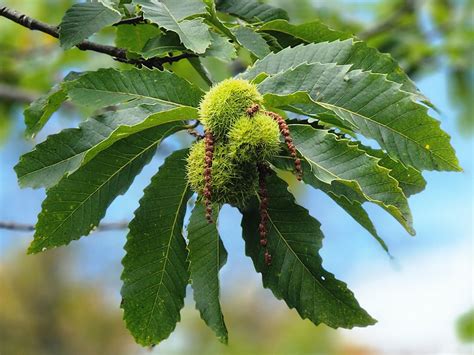 American Chestnut Castanea Dentata Western Carolina Botanical Club