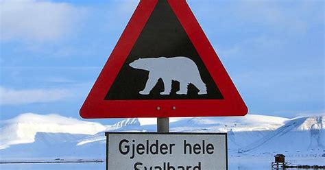 Polar Bear Crossing Album On Imgur