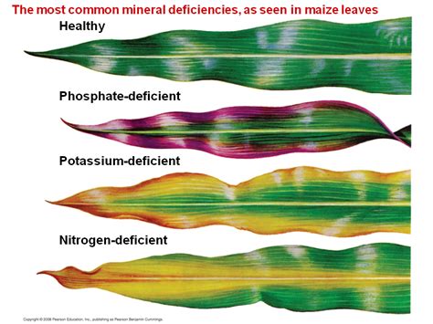 Mineral Deficiency Symptoms In Plants Biology Discussion At Jasper