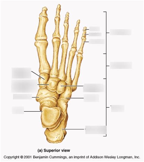 Appendicular Skeleton Lower Limbs Tarsals Diagram Quizlet