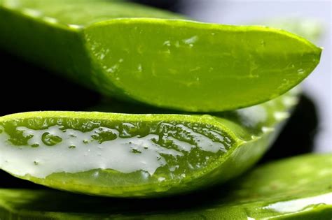 Aloe Vera Propiedades Usos Y Beneficios