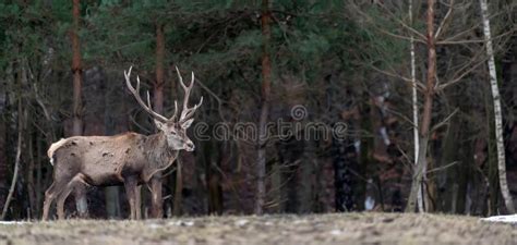 Majestic Male Red Deer Stag In Forest Animal In Nature Habitat Stock