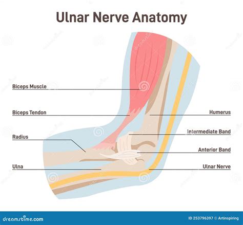 Elbow Anatomy Muscles