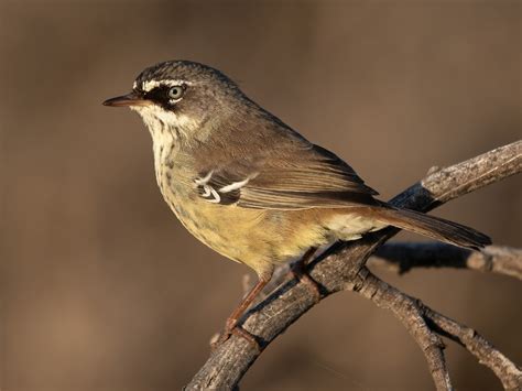 Spotted Scrubwren Ebird