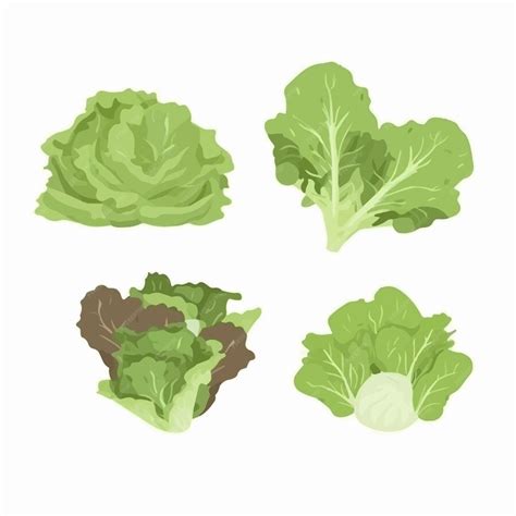 Premium Vector A Collection Of Lettuce Vector Illustrations Ideal For