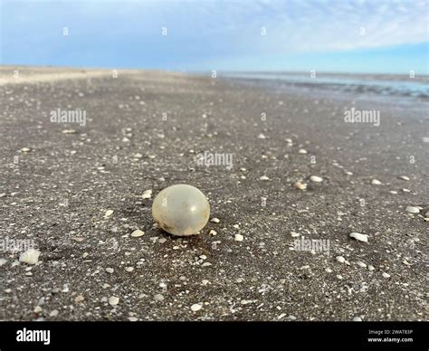 Eggs Of Giant Gastropod On The Beach In Argentina Coast Eggs With