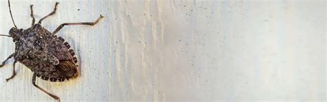 Stink Bug Control In Your Business Commercial Stink Bug Exterminators