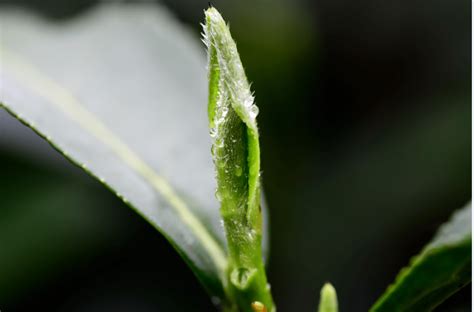 凉亭乡：不负好时光 春茶采摘忙茶园天气管理