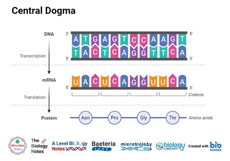 Protein Synthesis Diagram Labeled