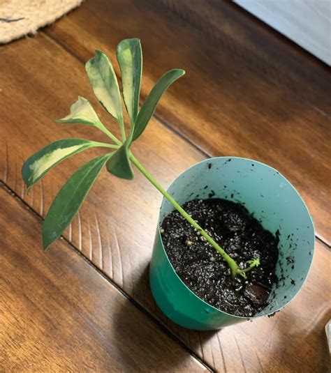 My First Prop Cutest Little Leaf I Ever Did See 💚 Rpropagation