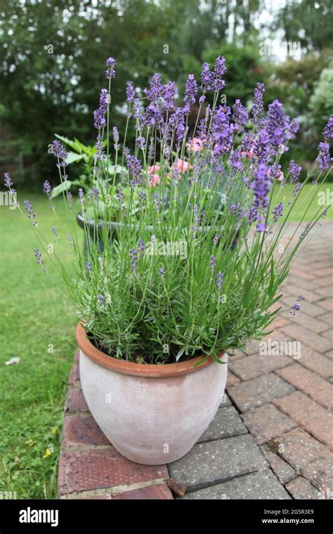 Lavender Plant In Pot
