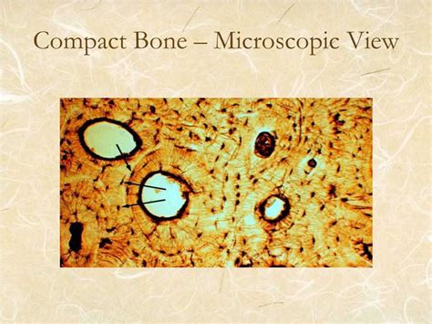 Ppt Lab 4 Powerpoint Presentation Free Download Id 2899730